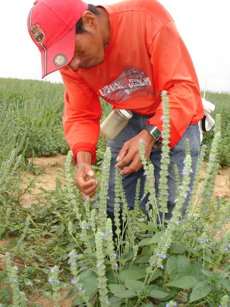 Chia « Savita Naturals